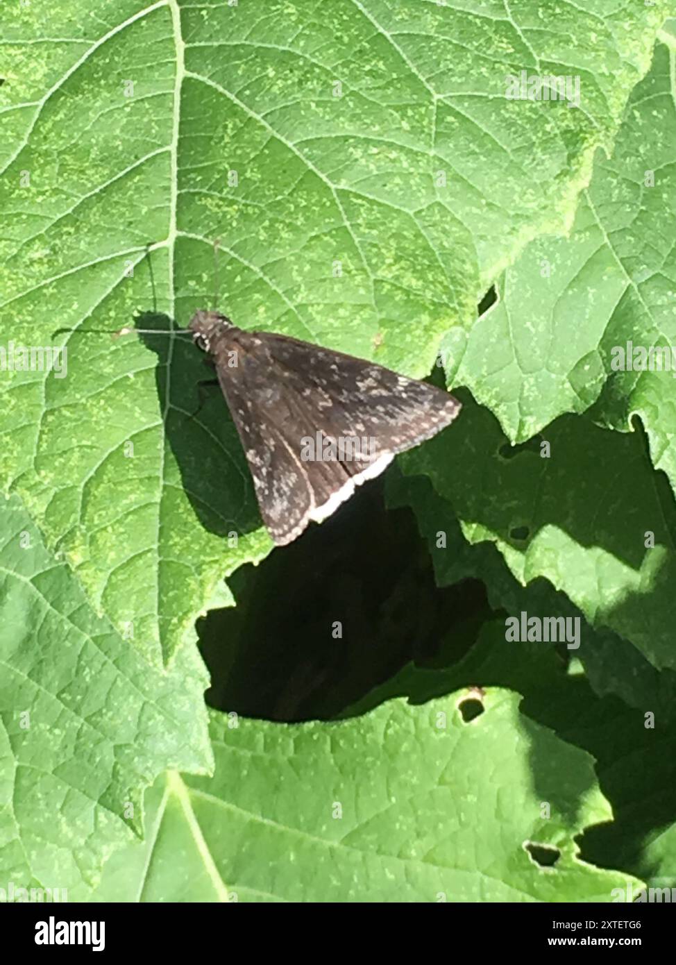 Funereal Duskywing (Erynnis funeralis) Insecta Stock Photo - Alamy