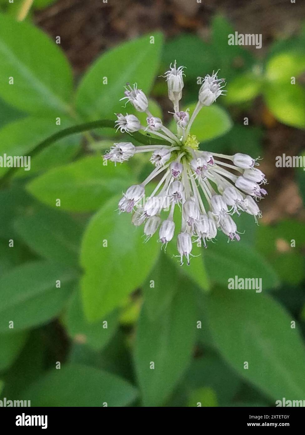 wild garlic (Allium vineale) Plantae Stock Photo - Alamy