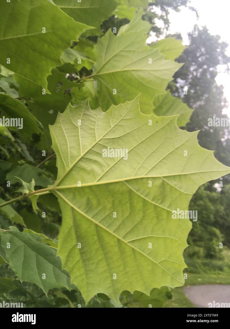 American sycamore (Platanus occidentalis) Plantae Stock Photo - Alamy