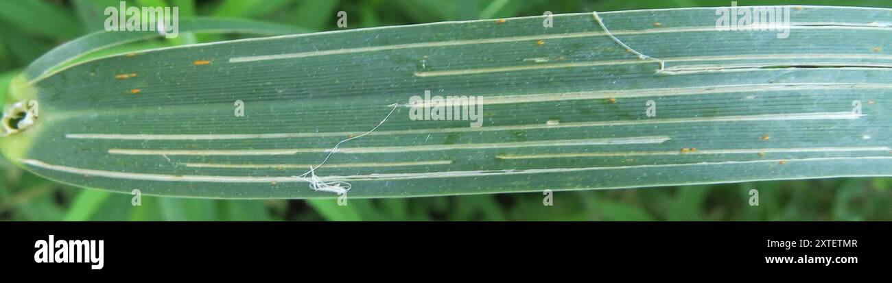 rust fungi (Pucciniales) Fungi Stock Photo - Alamy