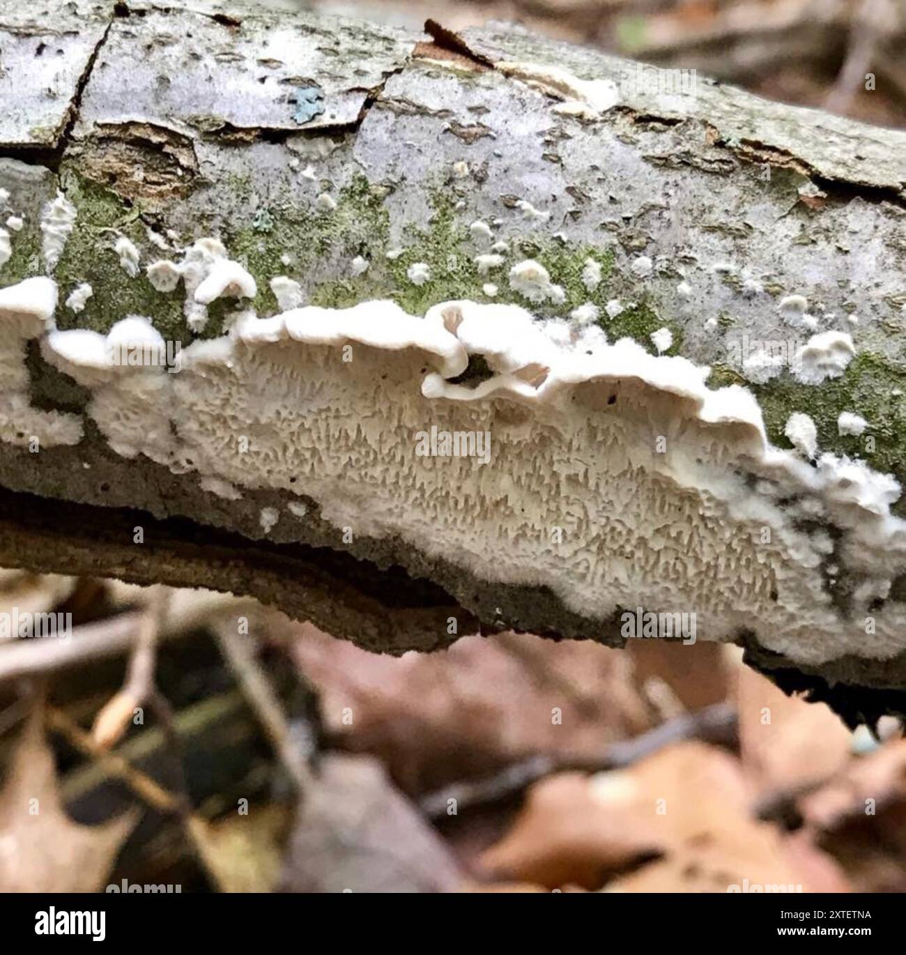 Milk-white Toothed Polypore (Irpex lacteus) Fungi Stock Photo - Alamy