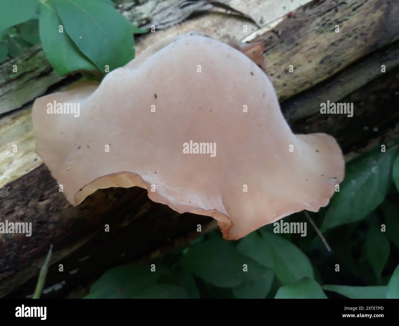 Jelly Tree Ear (Auricularia americana) Fungi Stock Photo - Alamy