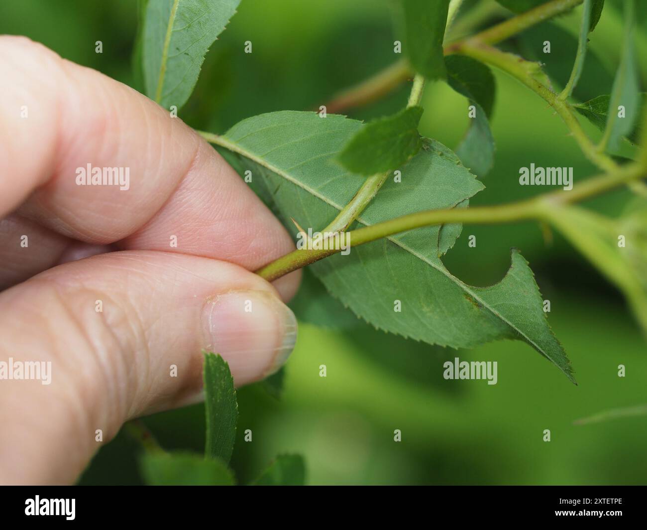 swamp rose (Rosa palustris) Plantae Stock Photo - Alamy