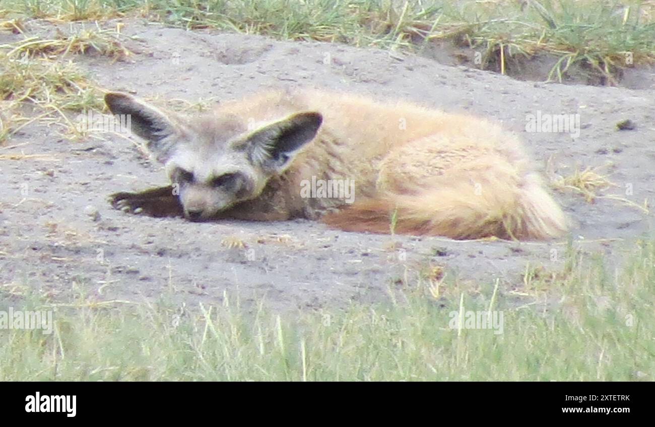 Eastern Bat-eared Fox (Otocyon megalotis virgatus) Mammalia Stock Photo ...