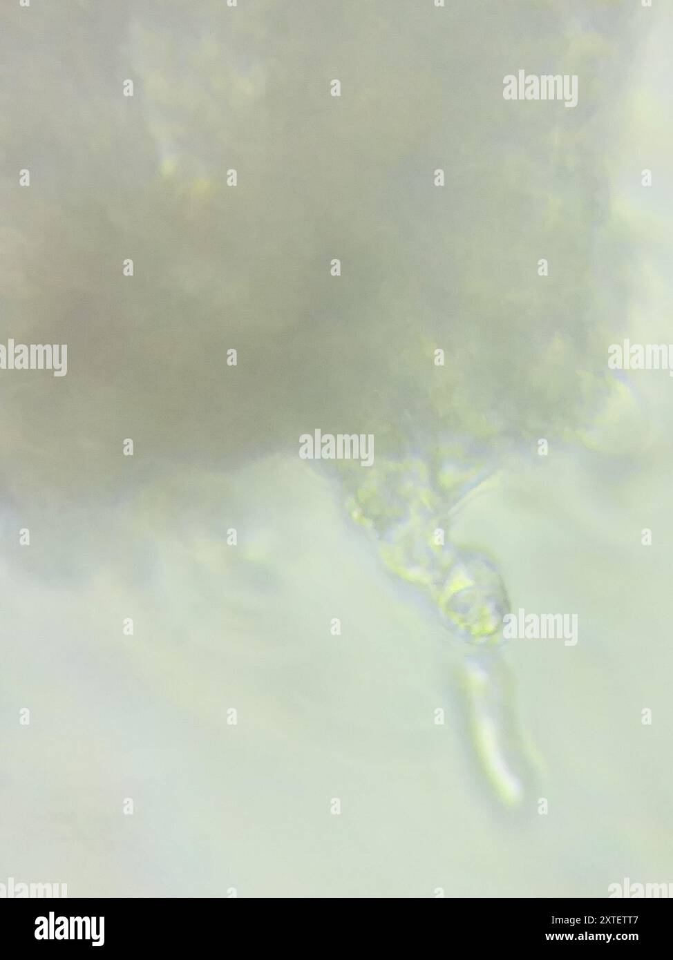 (Hydropus praedecurrens) Fungi Stock Photo - Alamy