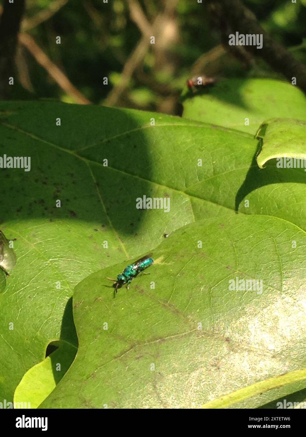 Chrysis insecta hi-res stock photography and images - Alamy