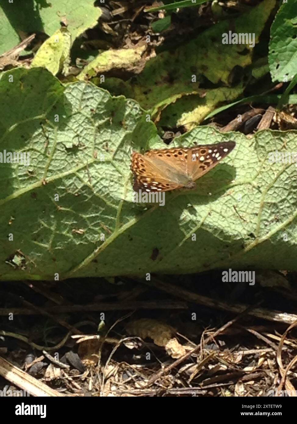 Hackberry Emperor (Asterocampa celtis) Insecta Stock Photo - Alamy
