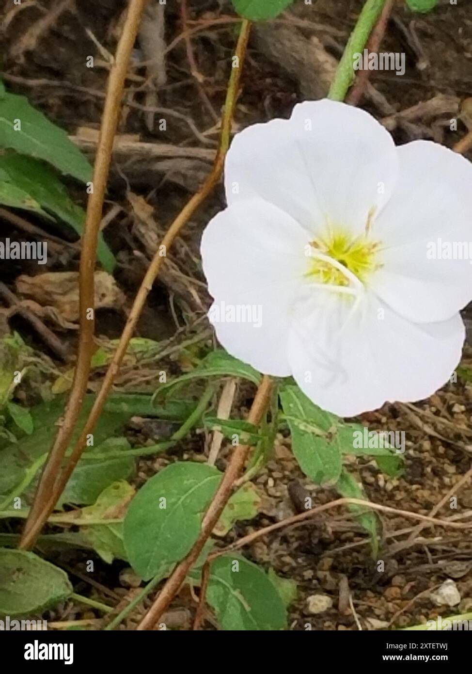 White-stem Evening Primrose (Oenothera albicaulis) Plantae Stock Photo - Alamy