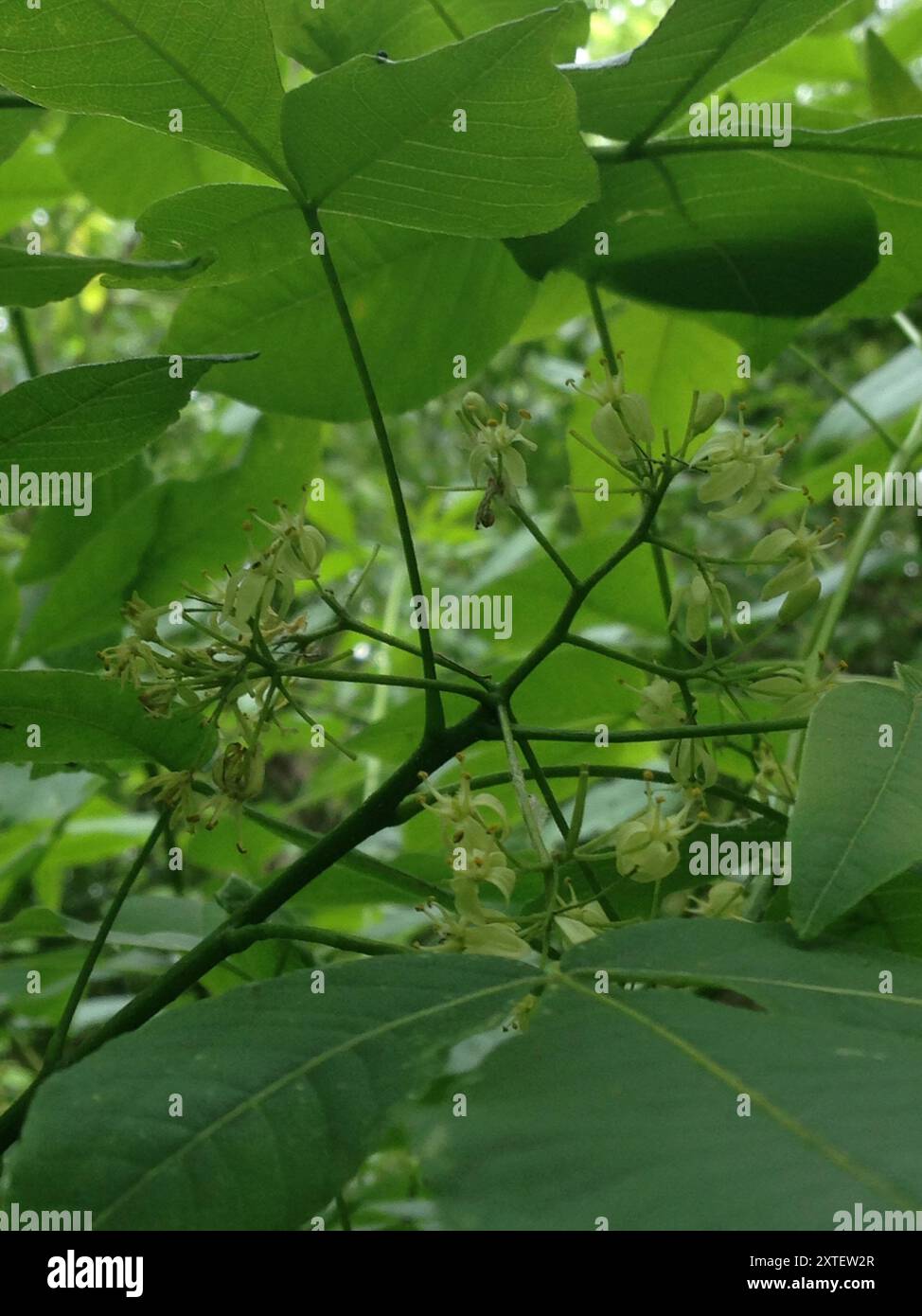 common hoptree (Ptelea trifoliata) Plantae Stock Photo - Alamy