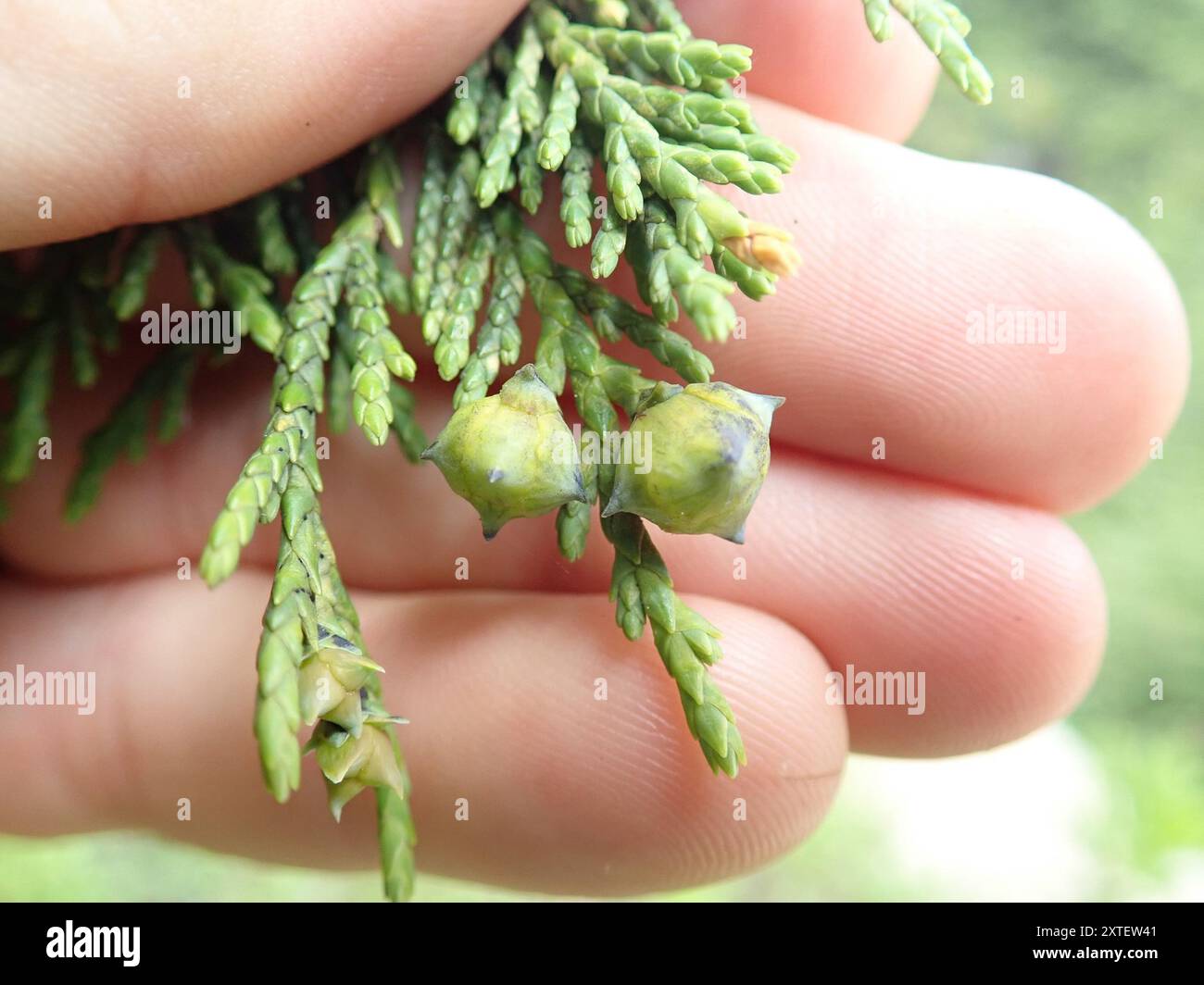 Alaska yellow cedar (Callitropsis nootkatensis) Plantae Stock Photo - Alamy