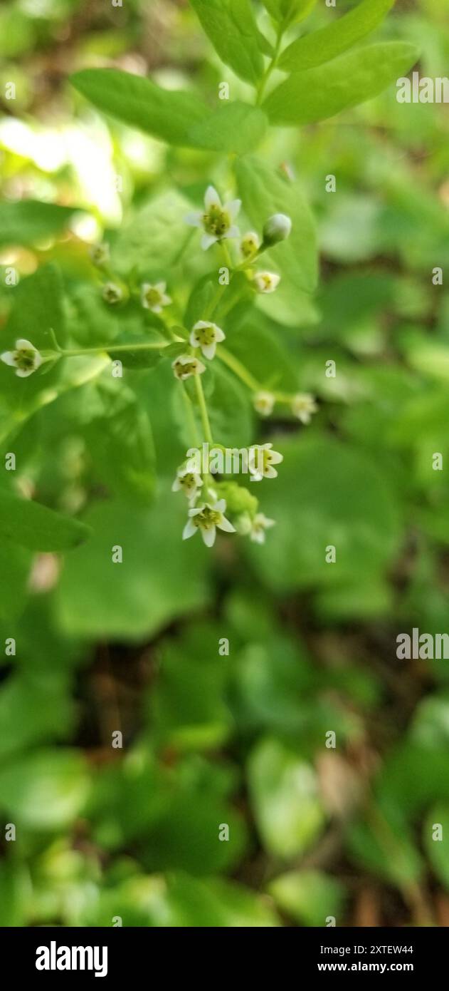 bastard toadflax (Comandra umbellata) Plantae Stock Photo - Alamy