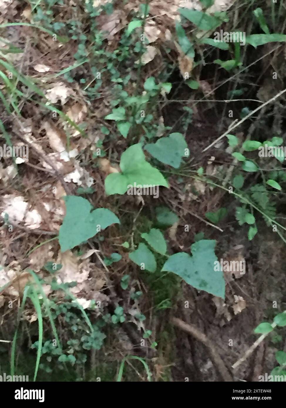 tall rattlesnake root (Nabalus altissimus) Plantae Stock Photo - Alamy