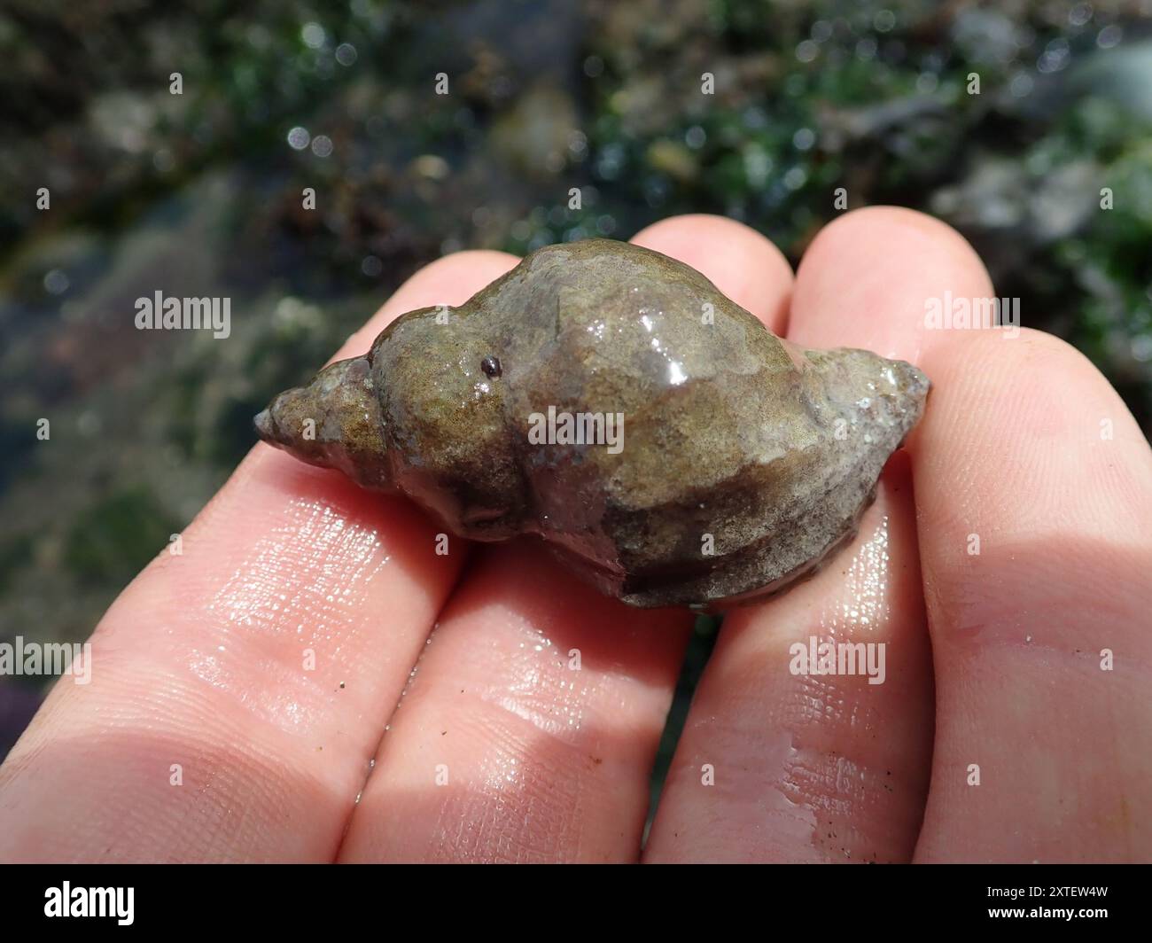 Frilled Dogwinkle (Nucella lamellosa) Mollusca Stock Photo - Alamy