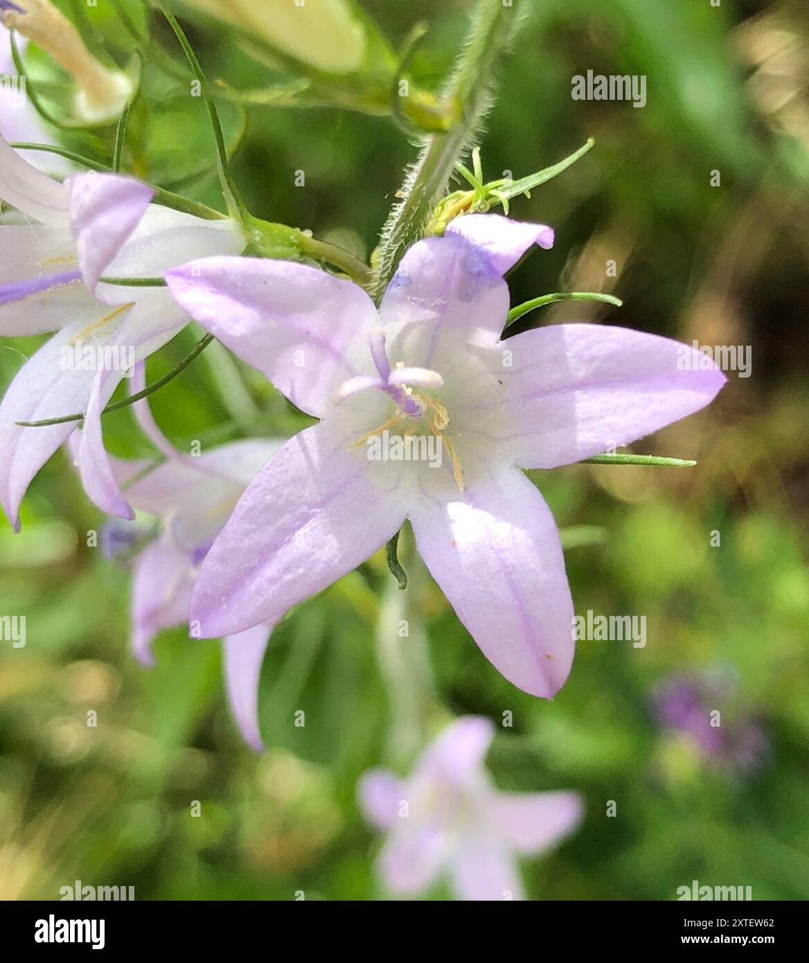 Rampion (Campanula rapunculus) Plantae Stock Photo - Alamy
