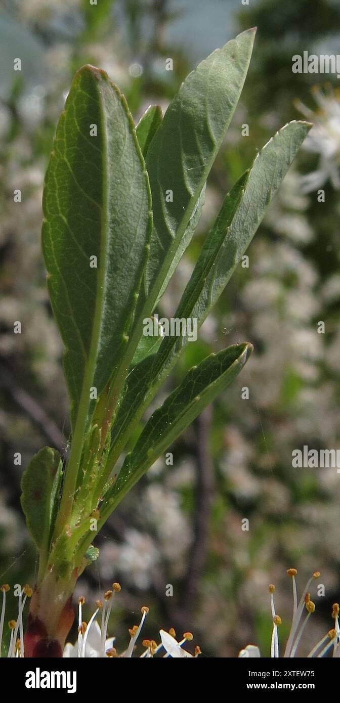 sand cherry (Prunus pumila) Plantae Stock Photo - Alamy