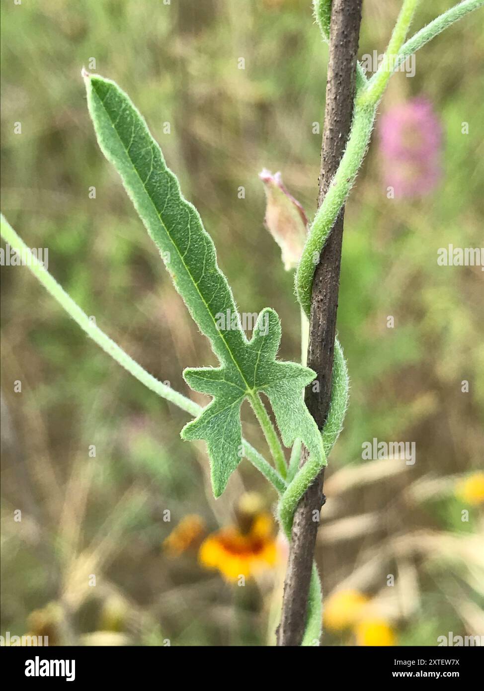 Texas bindweed (Convolvulus equitans) Plantae Stock Photo - Alamy