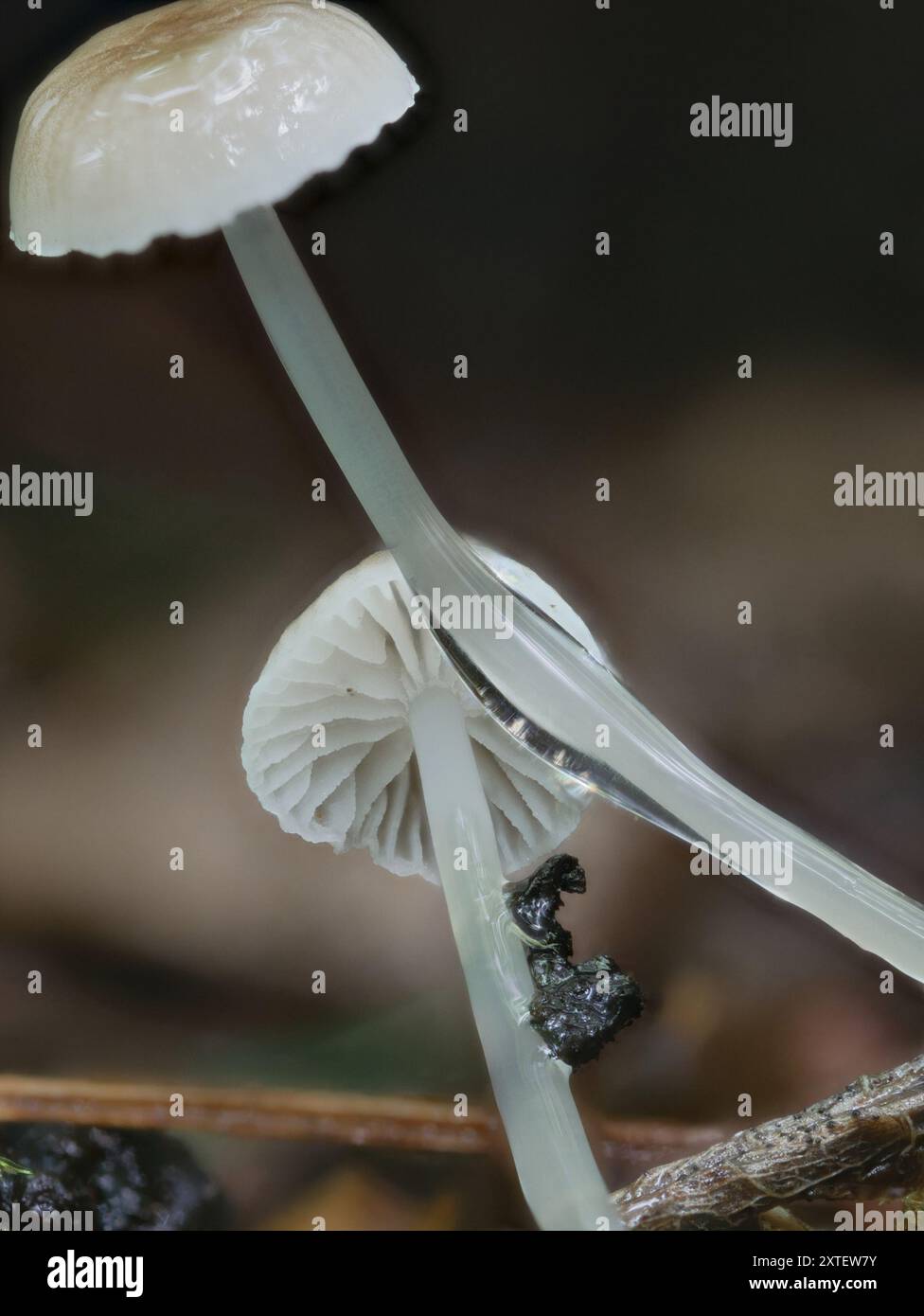 Roridus hi-res stock photography and images - Alamy