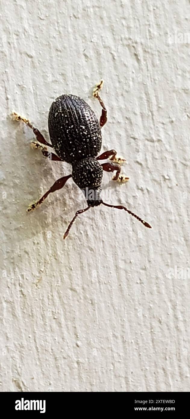 Strawberry Root Weevil (Otiorhynchus ovatus) Insecta Stock Photo - Alamy