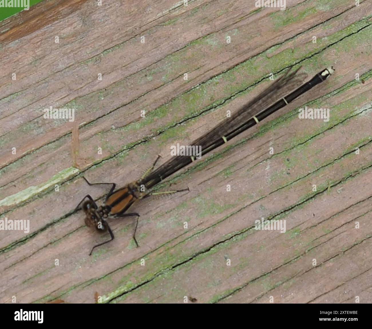 Blue-tipped Dancer (Argia tibialis) Insecta Stock Photo - Alamy