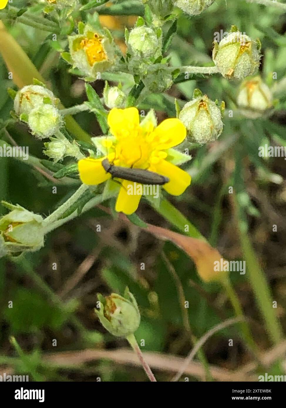Dolichosoma hi-res stock photography and images - Alamy