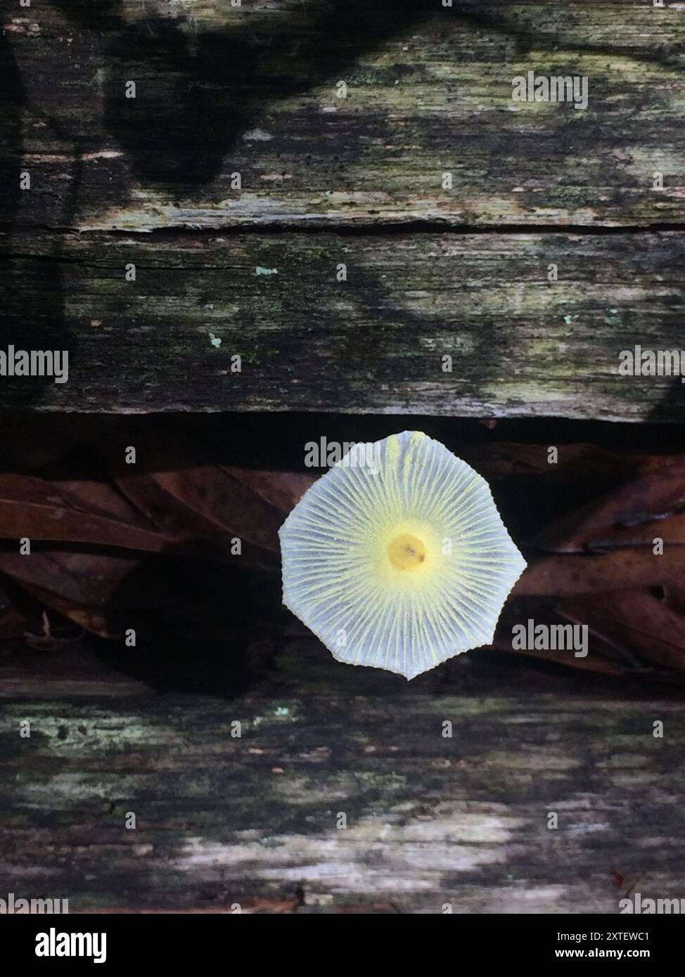 Leucocoprinus fragilissimus hi-res stock photography and images - Alamy