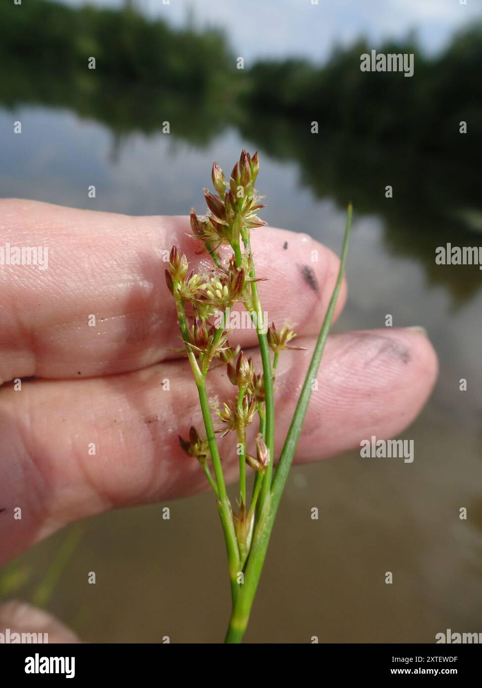 Jointed rush (Juncus articulatus) Plantae Stock Photo - Alamy