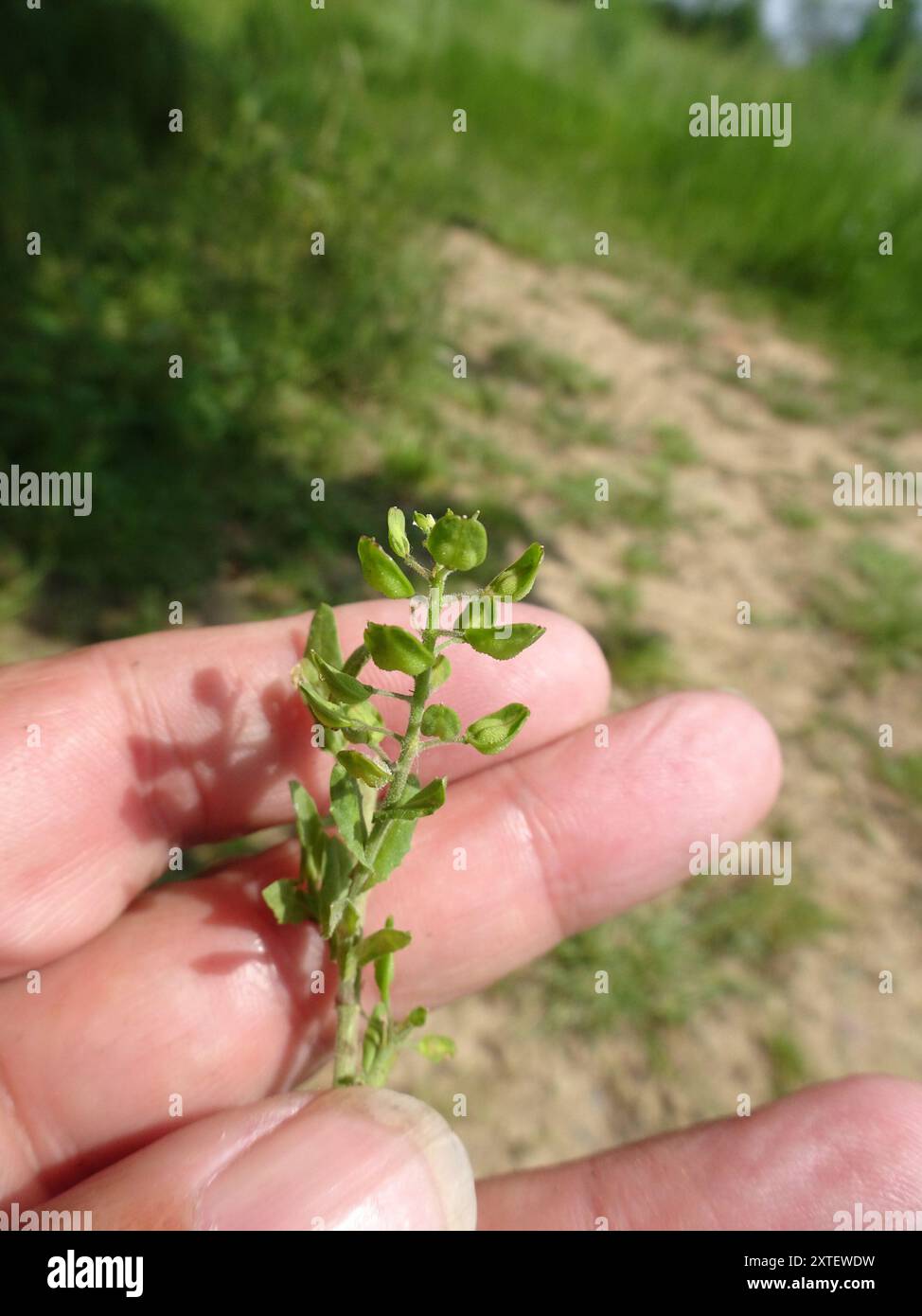 field peppergrass (Lepidium campestre) Plantae Stock Photo - Alamy