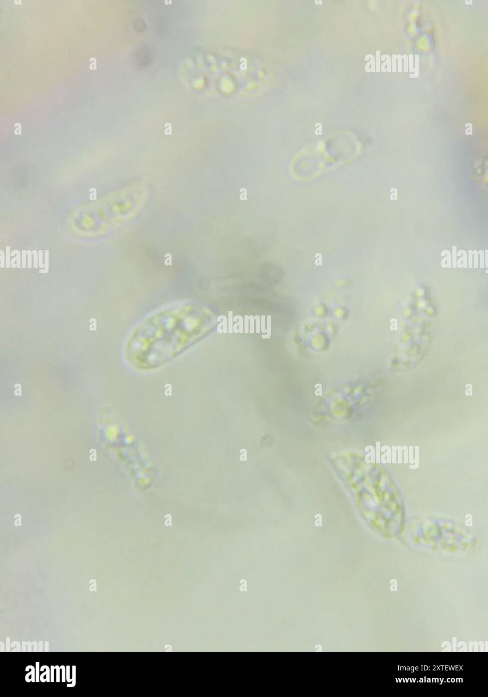 Dripping bonnet hi-res stock photography and images - Alamy