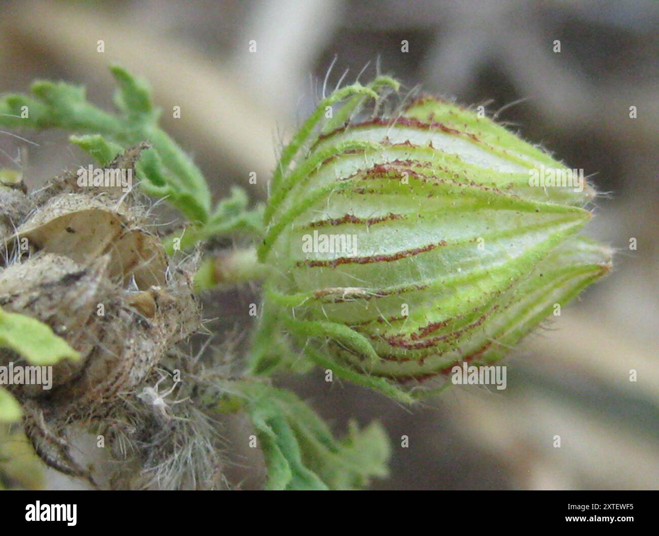 flower-of-an-hour (Hibiscus trionum) Plantae Stock Photo - Alamy