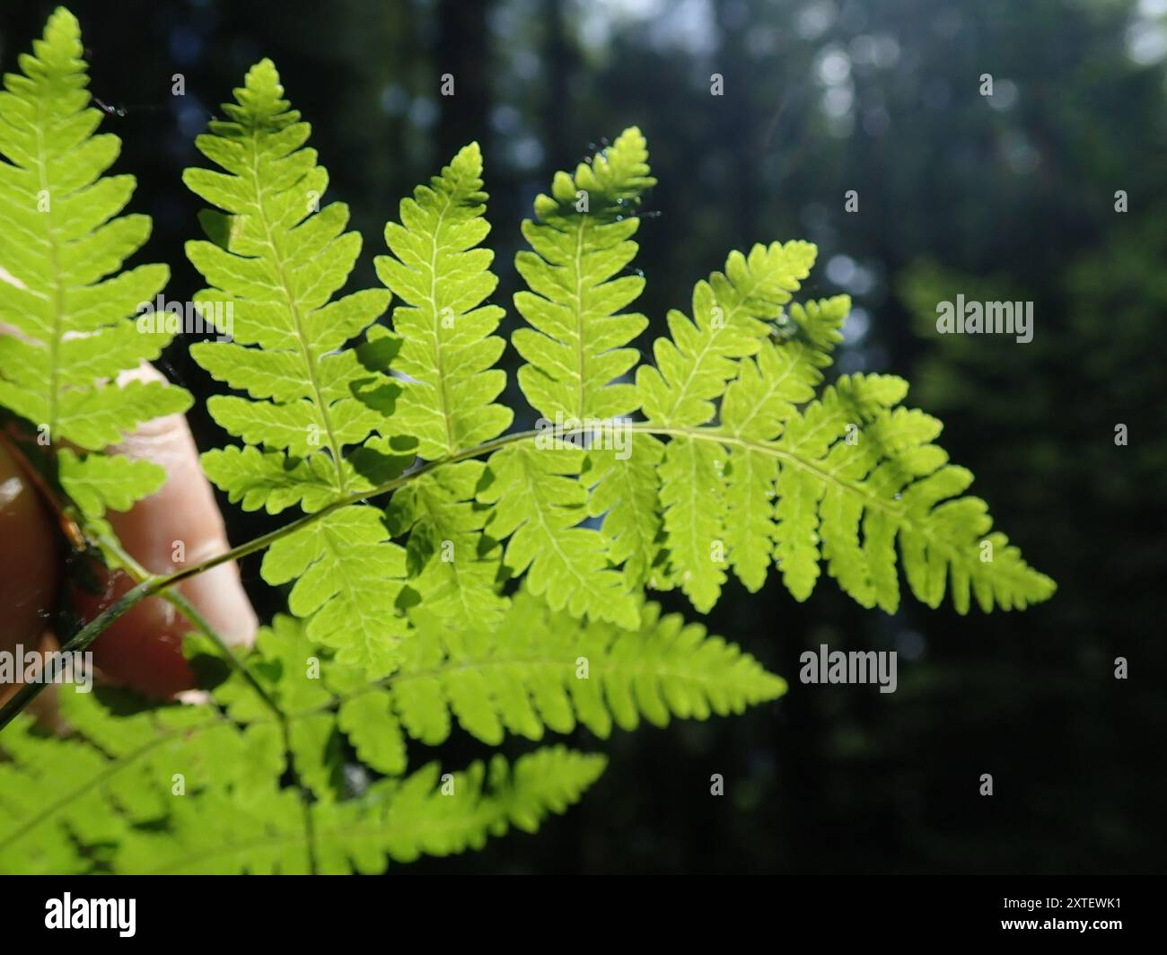 oak ferns (Gymnocarpium) Plantae Stock Photo - Alamy
