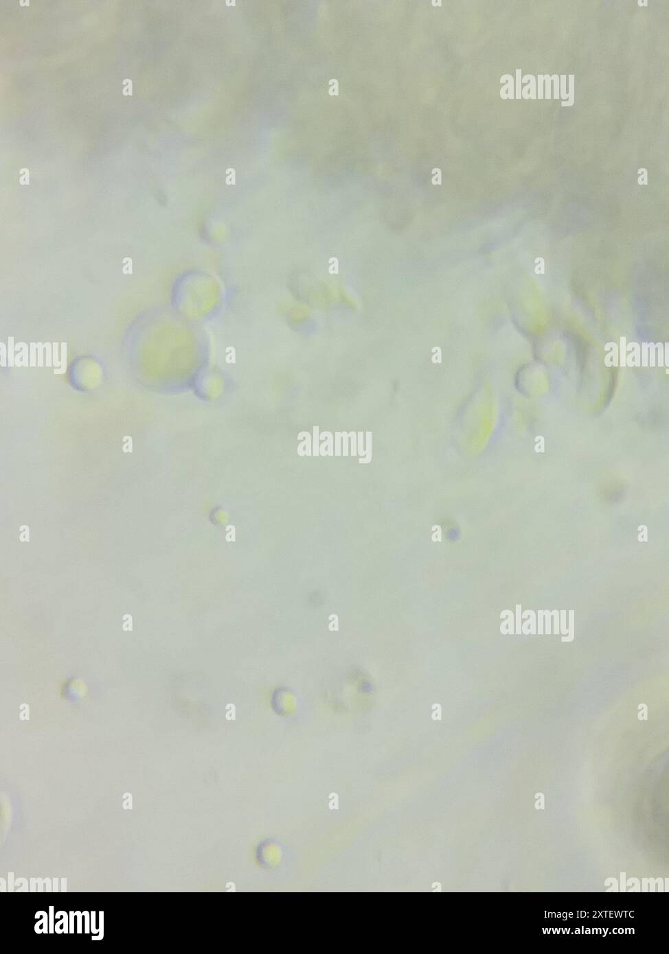 (Resinomycena rhododendri) Fungi Stock Photo - Alamy