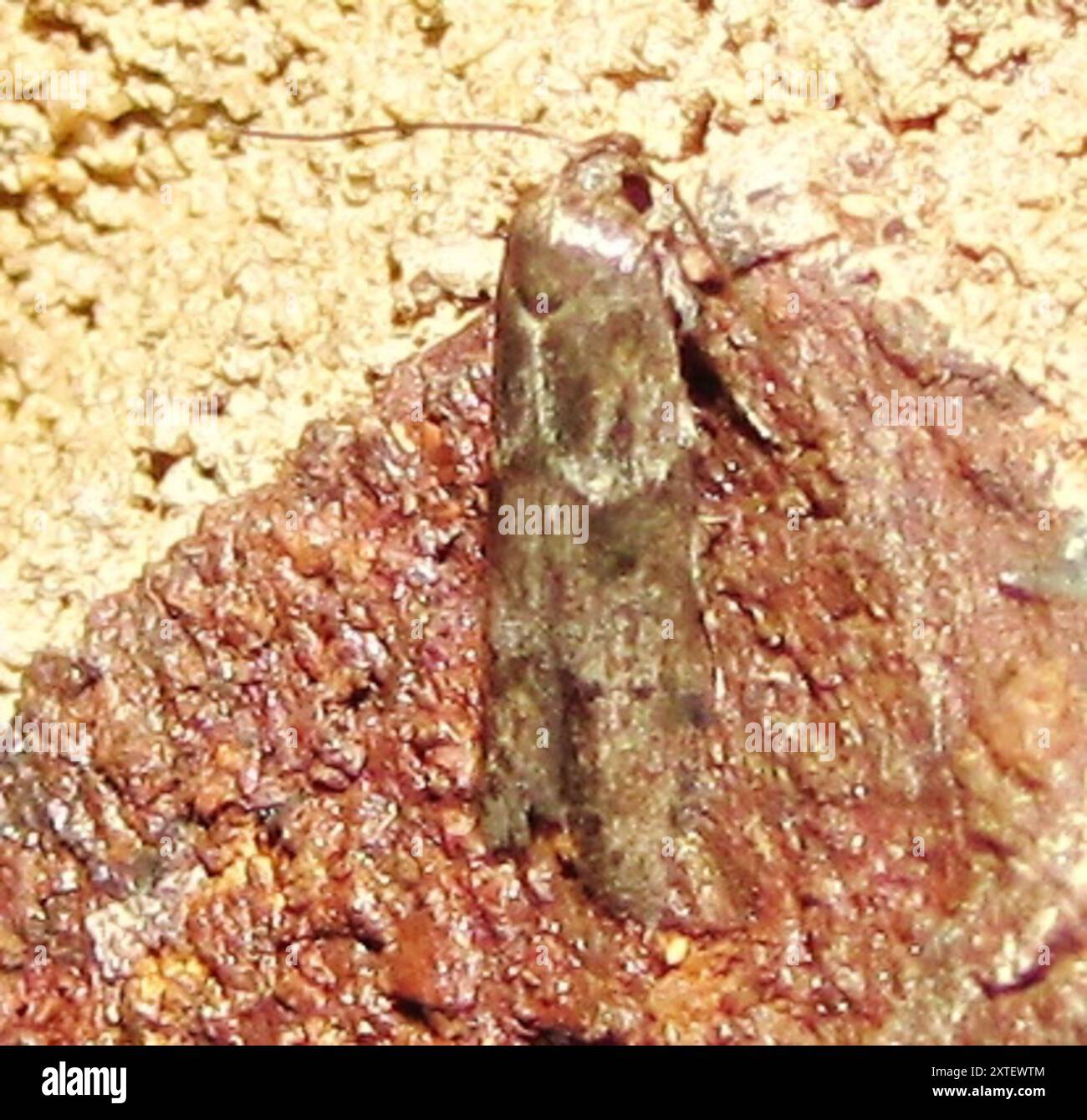 Acorn Moth (Blastobasis glandulella) Insecta Stock Photo - Alamy