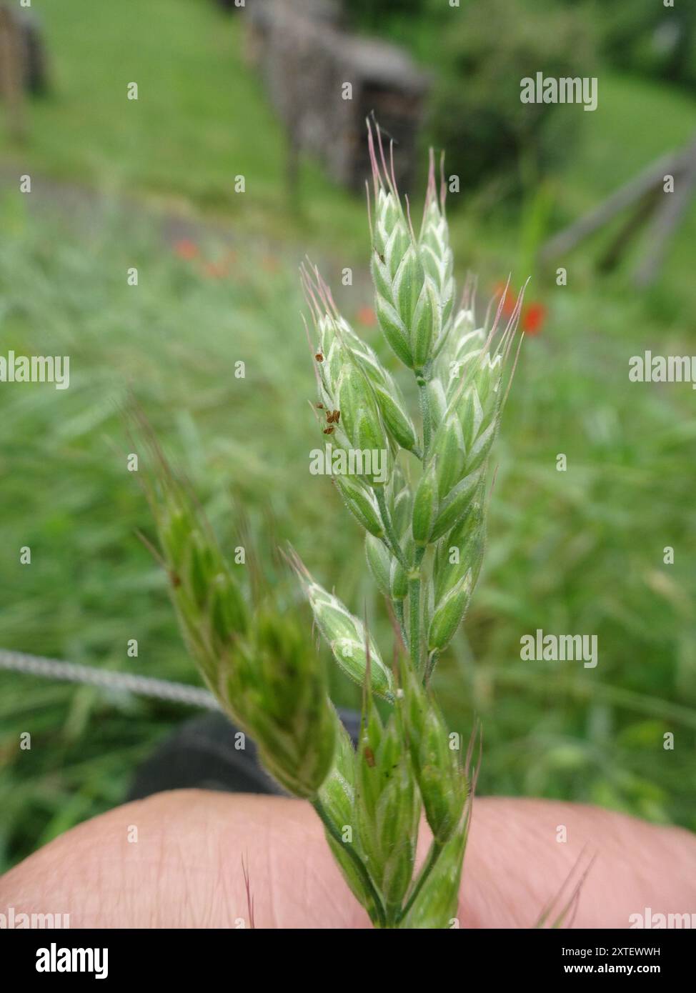 common soft brome (Bromus hordeaceus) Plantae Stock Photo - Alamy