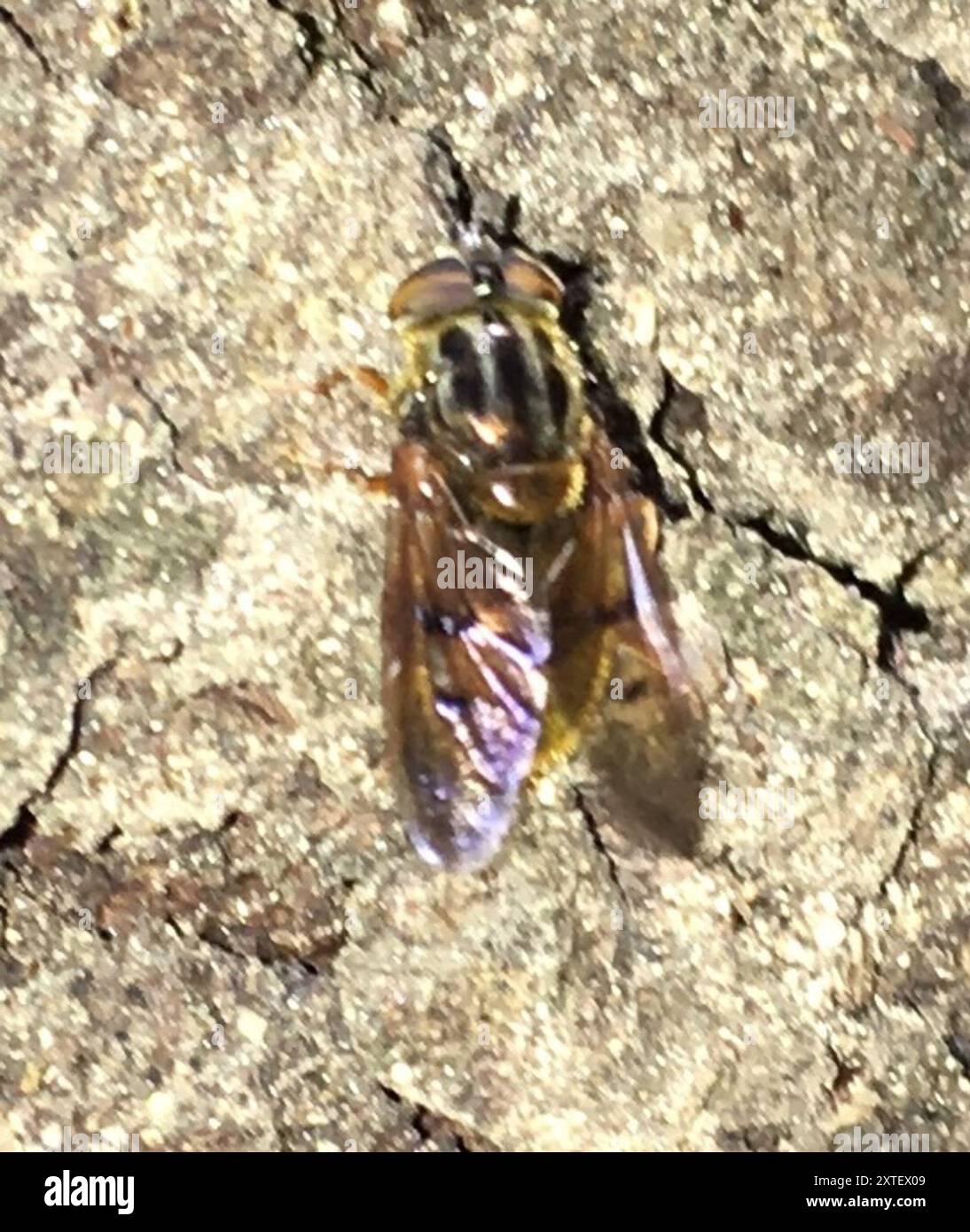 Golden Copperback (Ferdinandea croesus) Insecta Stock Photo - Alamy