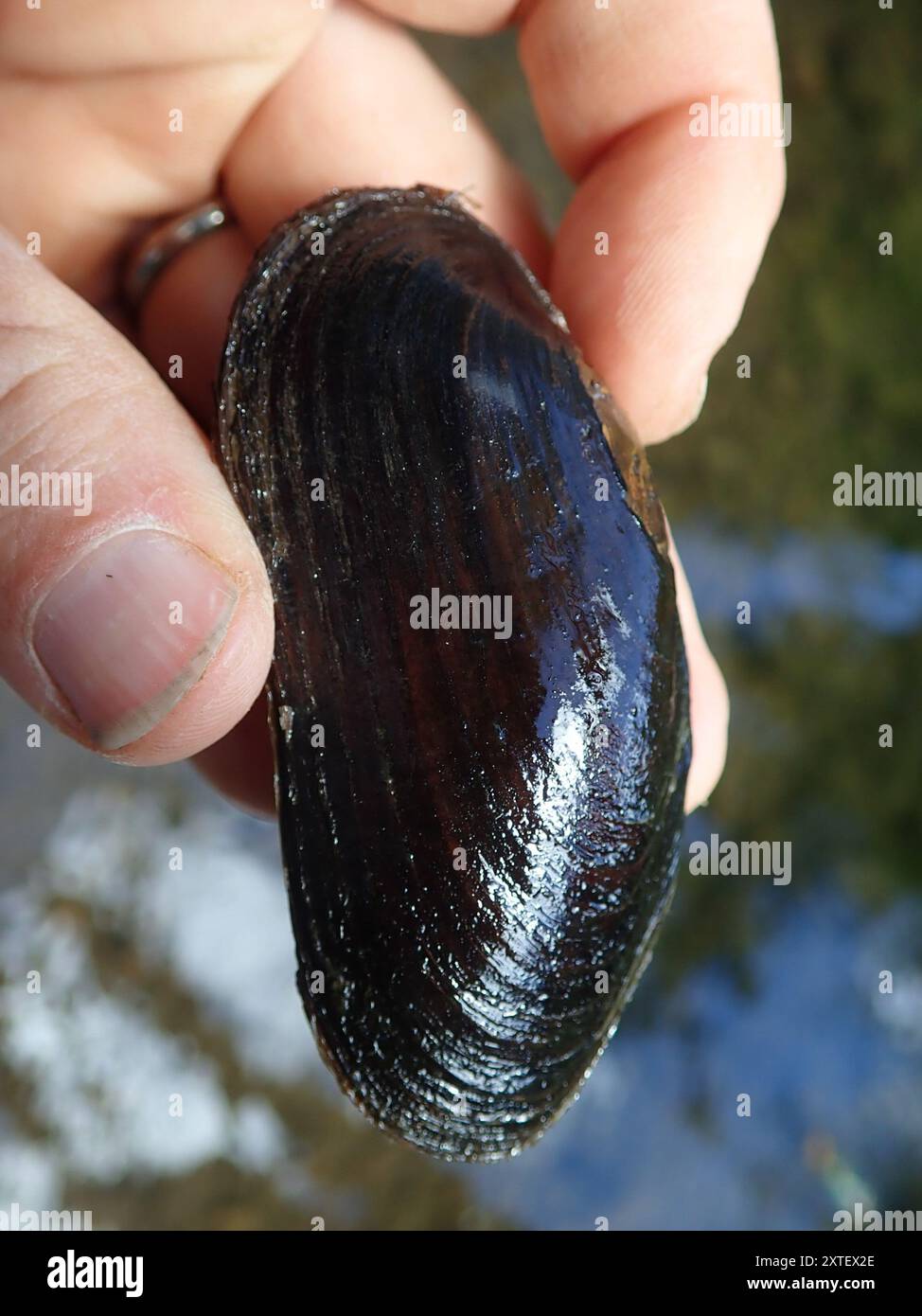 Western Pearlshell (Margaritifera falcata) Mollusca Stock Photo - Alamy