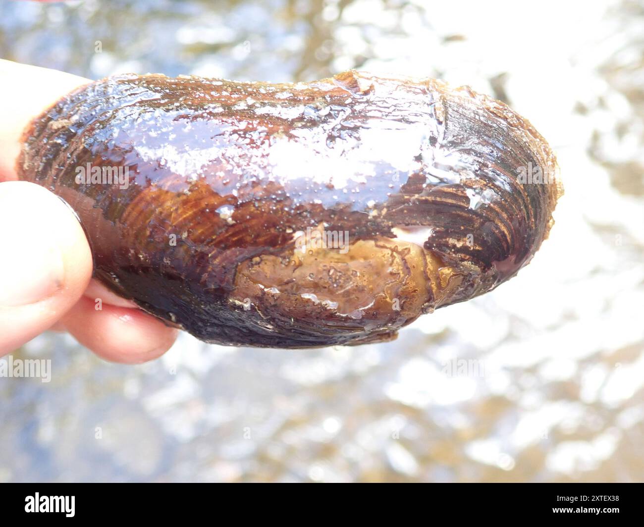 Western Pearlshell (Margaritifera falcata) Mollusca Stock Photo - Alamy