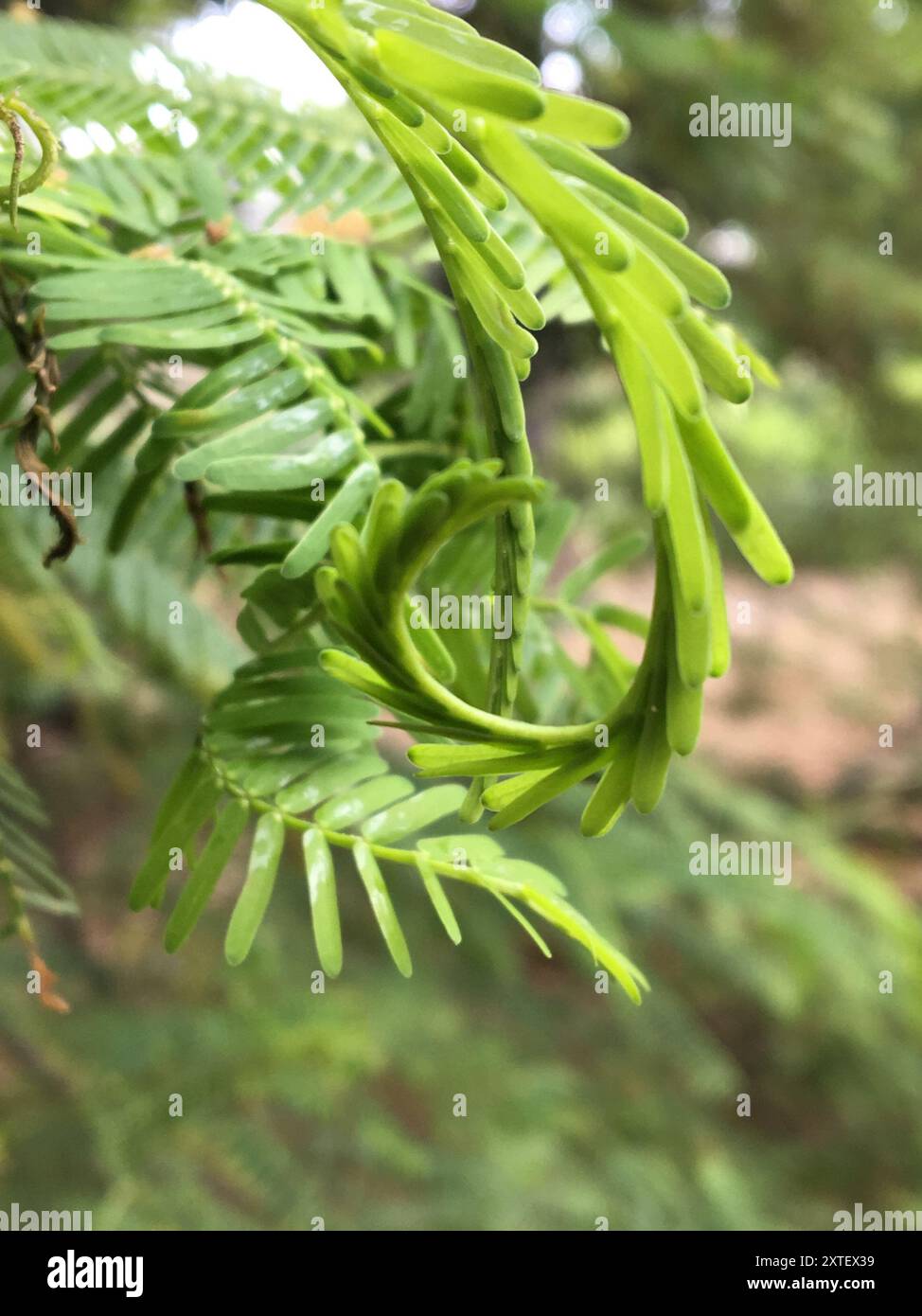 mesquite (Neltuma juliflora) Plantae Stock Photo - Alamy