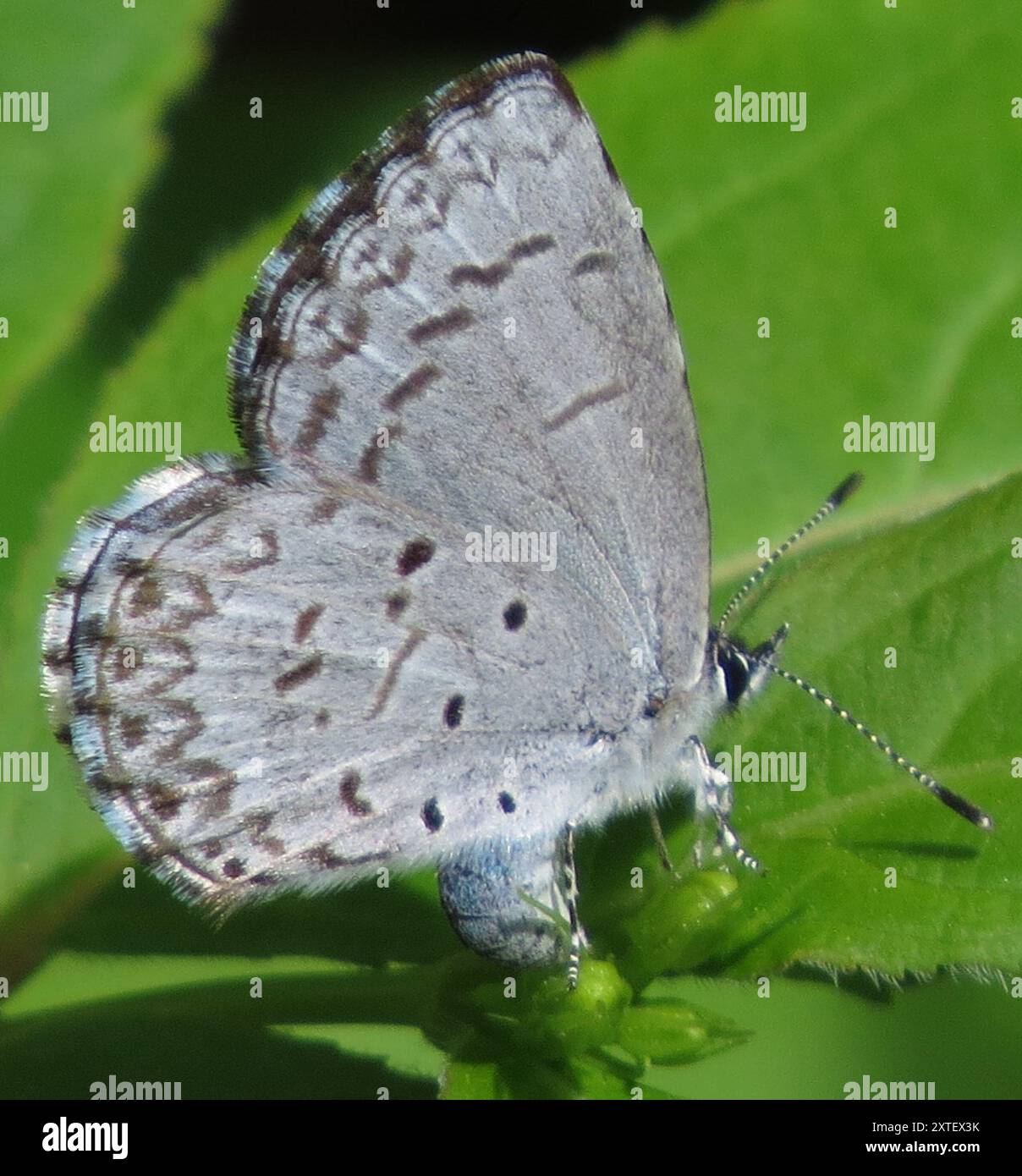 Northern Azure (Celastrina lucia) Insecta Stock Photo - Alamy