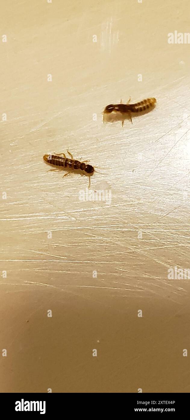 Webspinners (Embioptera) Insecta Stock Photo - Alamy