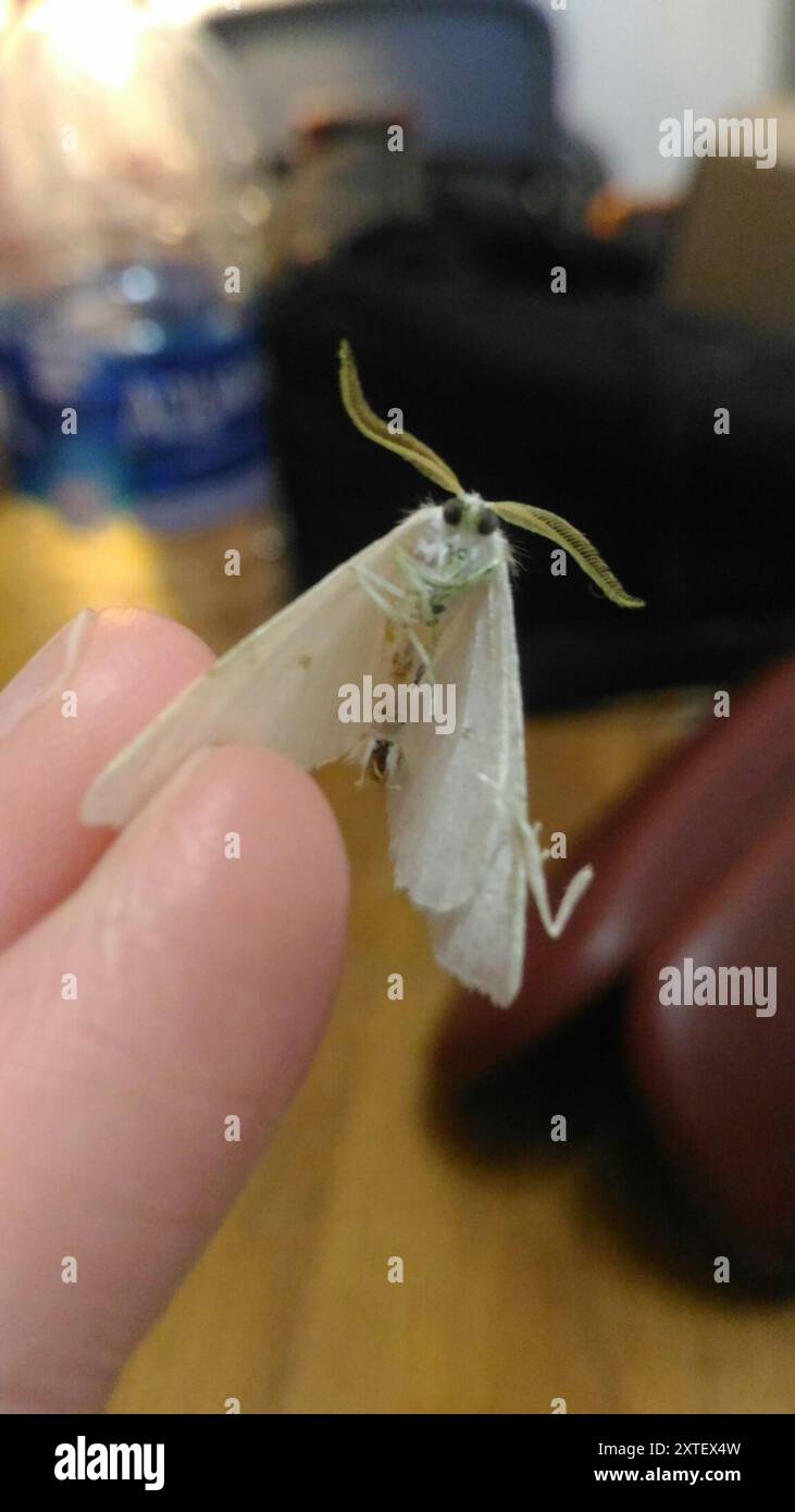 Ennomos subsignaria hi-res stock photography and images - Alamy