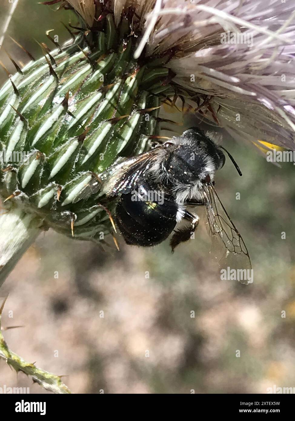 Common Digger Bees (Anthophora) Insecta Stock Photo - Alamy