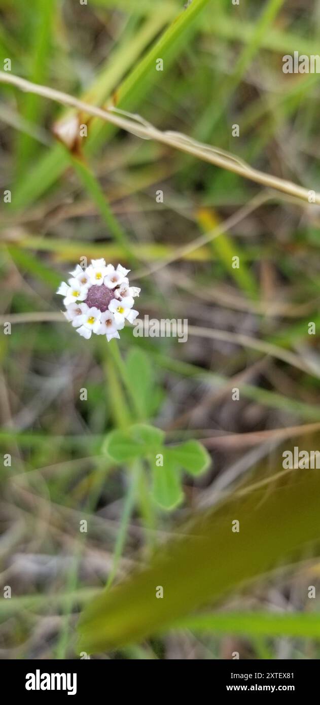 turkey tangle frogfruit (Phyla nodiflora) Plantae Stock Photo - Alamy