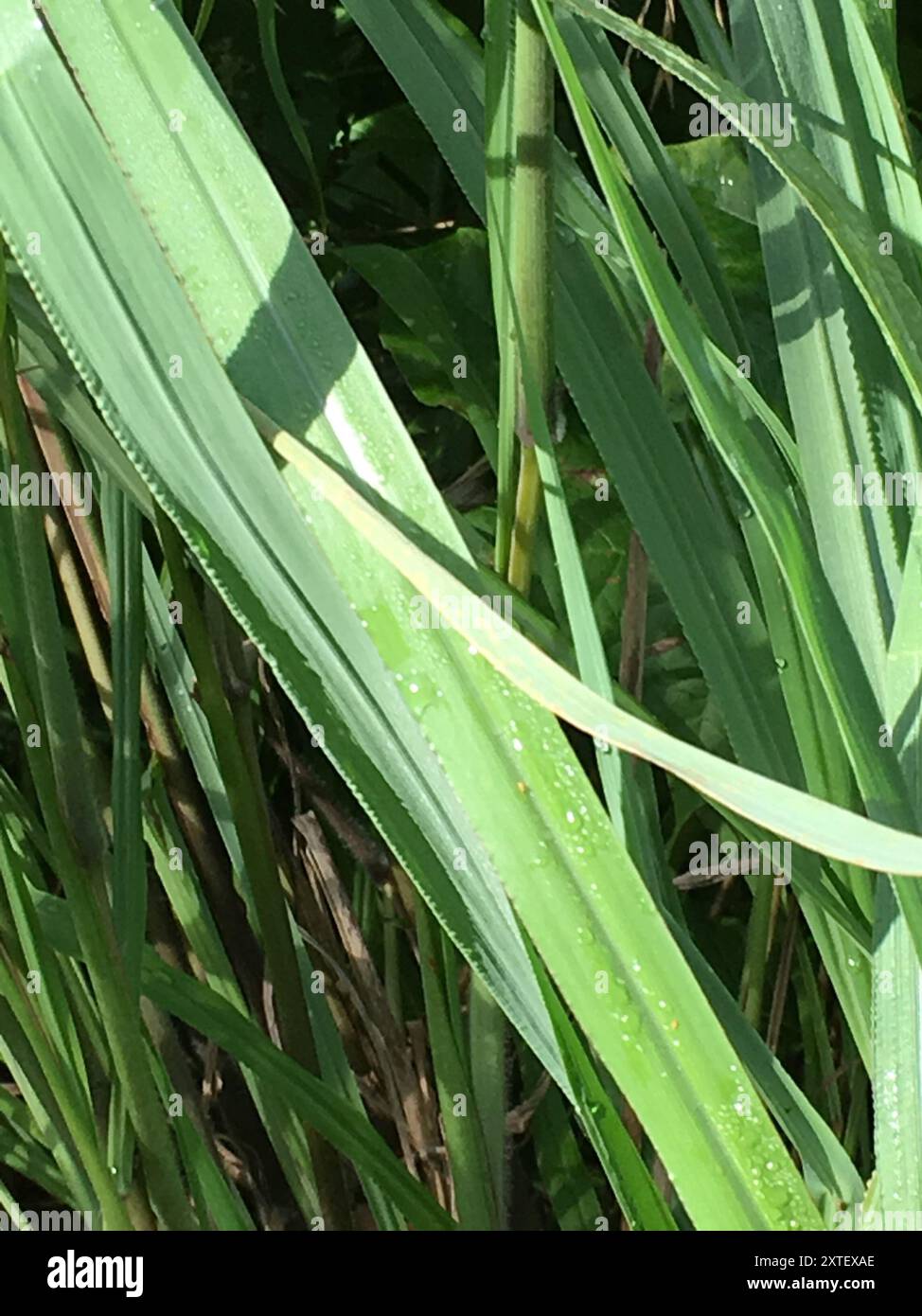 Vasey Grass (Paspalum urvillei) Plantae Stock Photo - Alamy