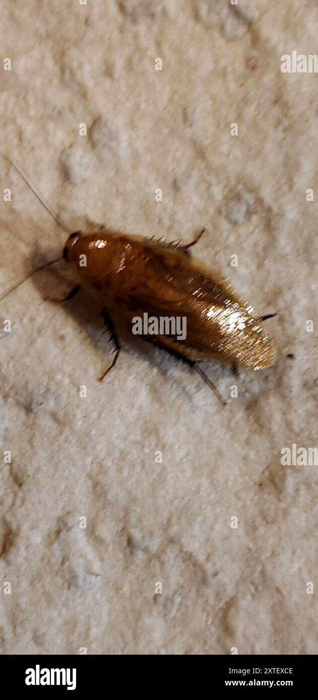 Cockroaches and Termites (Blattodea) Insecta Stock Photo - Alamy