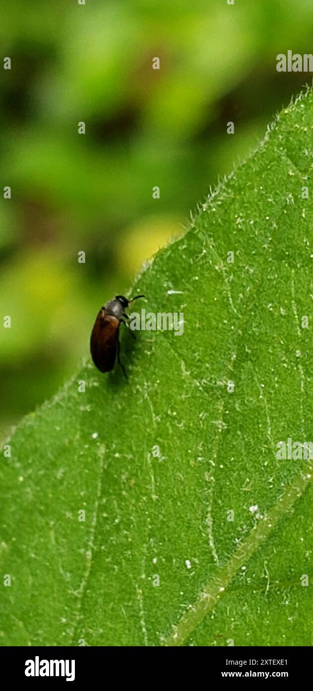 Beetles (Coleoptera) Insecta Stock Photo - Alamy