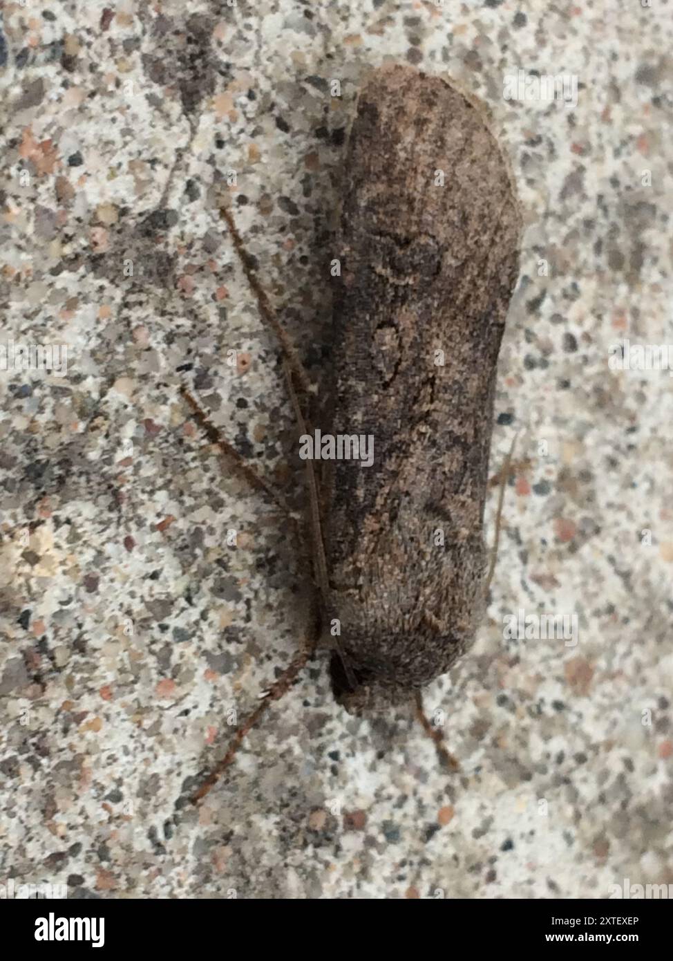 Turnip Moth (Agrotis segetum) Insecta Stock Photo - Alamy