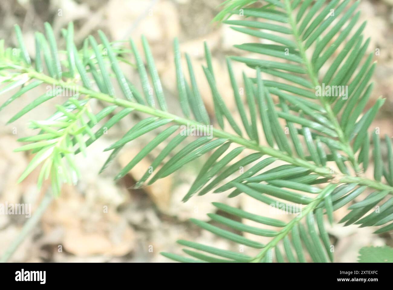 yews (Taxus) Plantae Stock Photo - Alamy