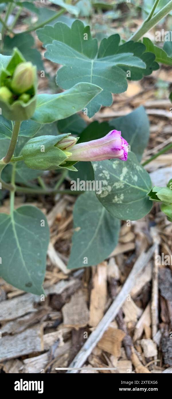 Colorado Four o'Clock (Mirabilis multiflora) Plantae Stock Photo - Alamy