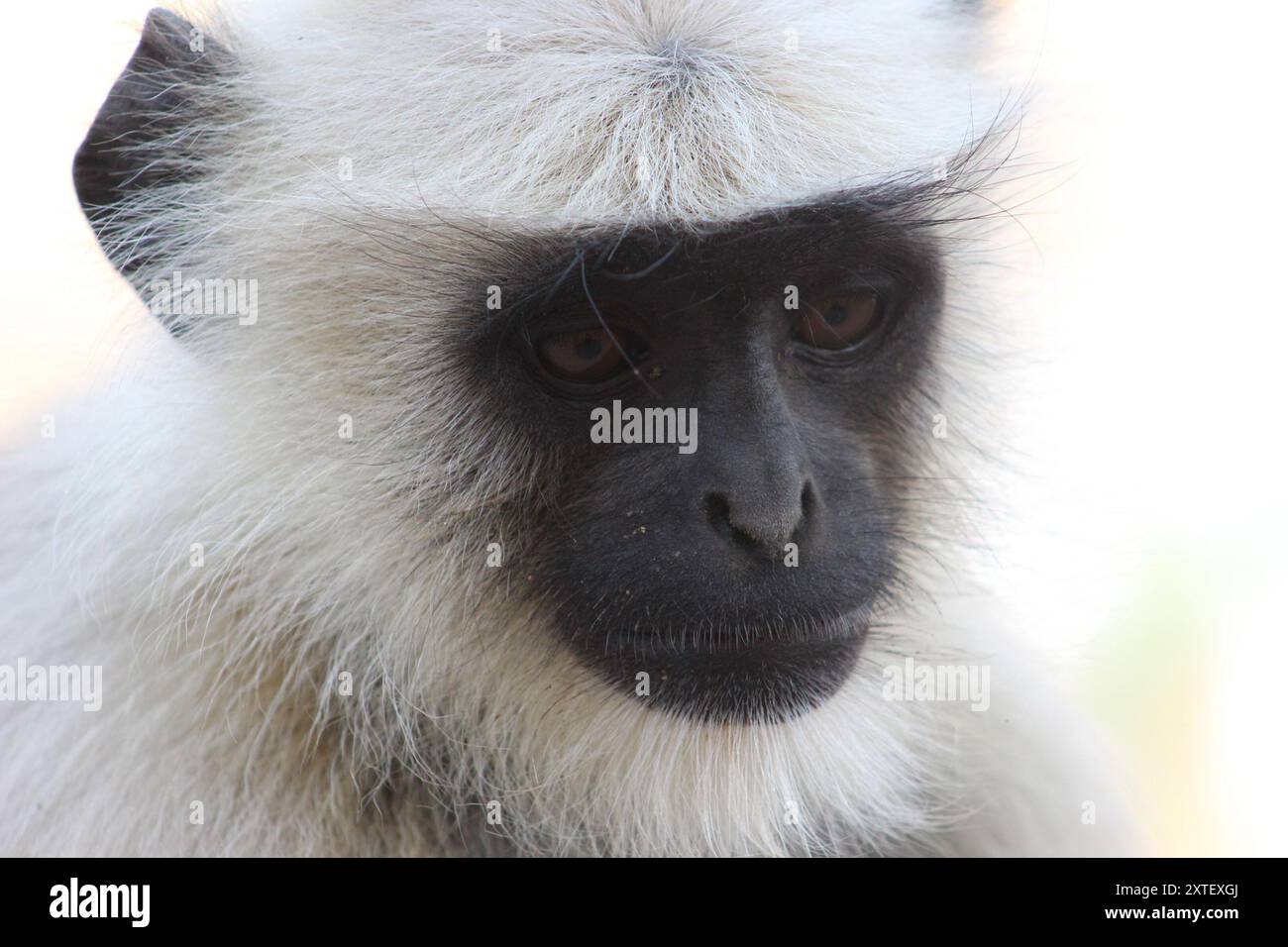 Northern Plains Grey Langur (Semnopithecus entellus) Mammalia Stock ...