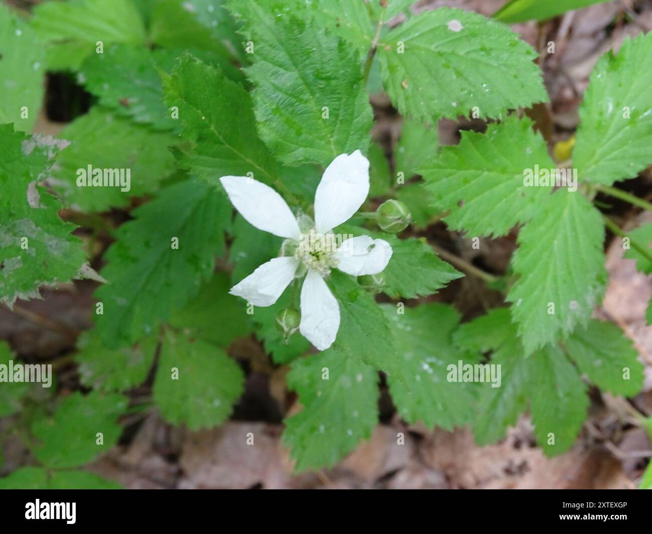 Common Dewberry (Rubus flagellaris) Plantae Stock Photo - Alamy